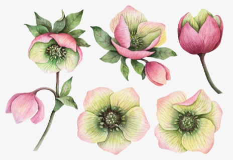 Real Flower Clipart - Real Flower Clip Art , Free Transparent Clipart ...