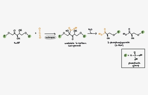 Structures Of Photosynthesis Diagrams , Free Transparent Clipart ...