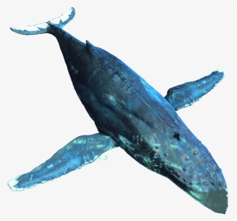 Bailey, The Beluga Whale - Finding Dory Characters Whale , Free ...