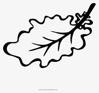 Kale Coloring Page , Free Transparent Clipart - ClipartKey