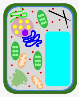 Plant Cell Clipart , Free Transparent Clipart - ClipartKey