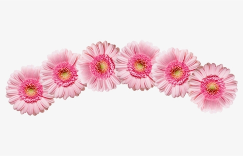 Transparent Daisy Chain Clipart - Barberton Daisy , Free Transparent ...