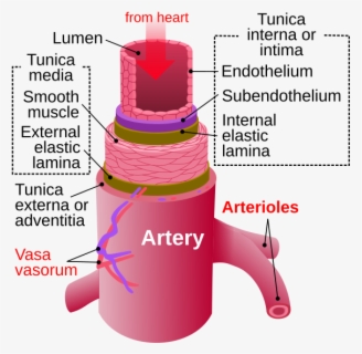 Artery Png , Free Transparent Clipart - ClipartKey