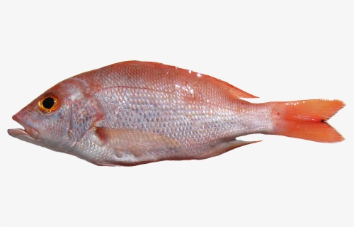 Transparent Background Fresh Fish Png , Free Transparent Clipart ...