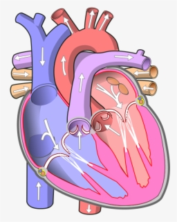 Diagram Of The Heart Without Labels - Parts Of The Heart Without Label ...