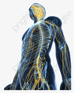Free Nervous System Clip Art with No Background - ClipartKey