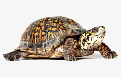 Png Images Free Download - Eastern Box Turtle Clipart , Free ...