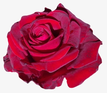 Free Single Flower Clip Art with No Background - ClipartKey