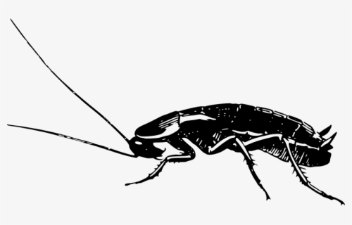 Free Cockroach Clip Art with No Background - ClipartKey