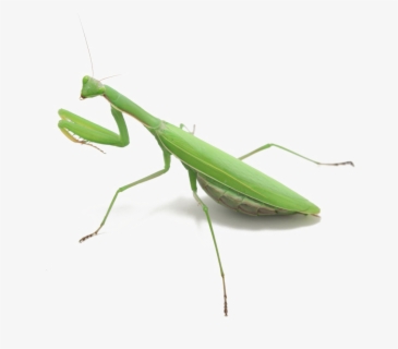Mantis Clipart Insect Bug - Praying Mantis Transparent Background ...