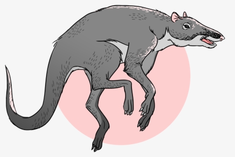 Rat Clipart Vector - Kangaroo Rat No Background , Free Transparent ...