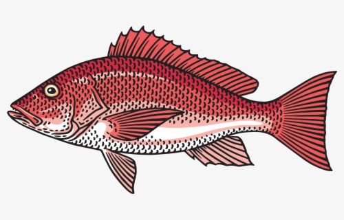 Transparent Red Snapper Png - Red Emperor Fish , Free Transparent ...