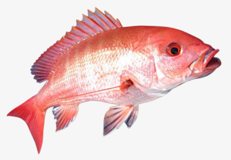 Transparent Red Snapper Png - Red Emperor Fish , Free Transparent ...