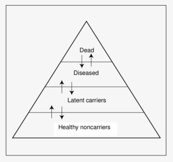 An Model Of Infection - Triangle , Free Transparent Clipart - ClipartKey