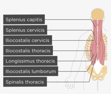 Muscles Clipart Musculoskeletal System - Musculoskeletal Cartoon Png ...