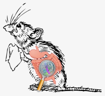 28 Collection Of Mouse Brain Drawing - Mouse Brain Sagittal Cartoon ...