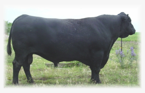 Black Angus Png , Free Transparent Clipart - ClipartKey