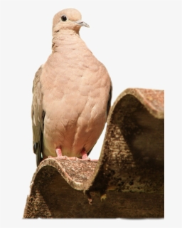 Drawn Turtle Dove Flying - Dove Outline Transparent Background , Free ...