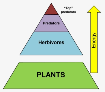 Free Trophic Level Clip Art with No Background - ClipartKey