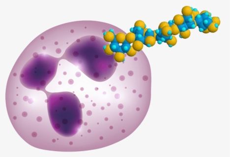 File Diagram Of A - Diagram Of Red Blood Cell And White Blood Cell ...