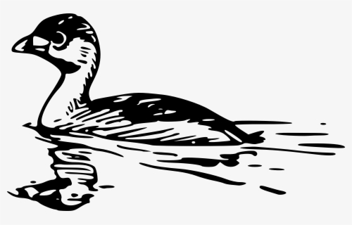 Pied Billed Grebe Drawing , Free Transparent Clipart - ClipartKey