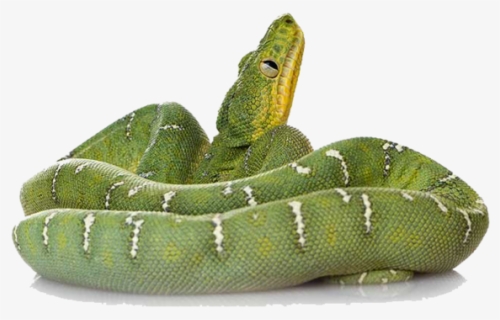 Emerald Tree Boa - Emerald Tree Boa Cartoon , Free Transparent Clipart ...