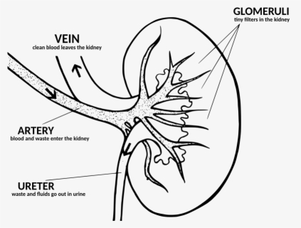 Diagram With Explanation Medical - Kidney Drawing With Parts , Free ...