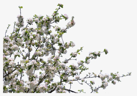 Flower Branch Png - Transparent Flower Tree Png , Free Transparent ...