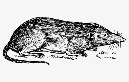 Shrew Clip Art - Mad Scientist Clipart , Free Transparent Clipart ...