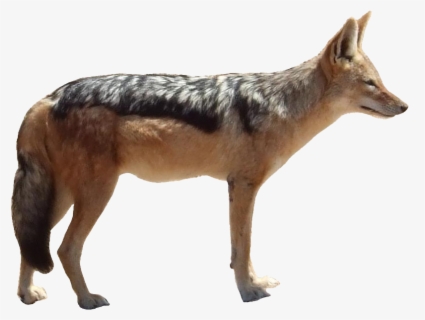 Jackal Png Transparent Images Free Download - Jackal With White Background , Free Transparent ...