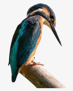 Transparent Bird Poop Clipart - Kingfisher Cartoon , Free Transparent ...