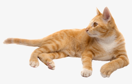 Free Orange Cat Clip Art with No Background - ClipartKey