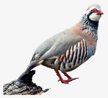 Partridge Png Transparent Image - Partridge , Free Transparent Clipart ...