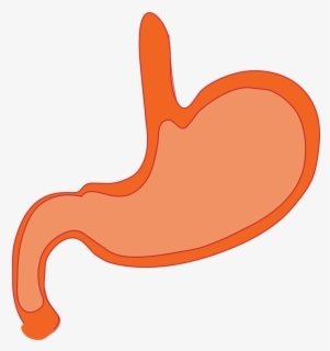 Stomach, Anatomy, Human Body, Biology, Science - Stomach Animated ...