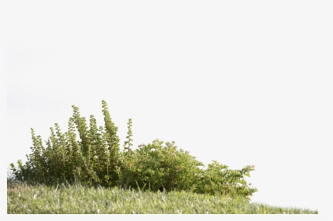 Free Greenery Clip Art with No Background - ClipartKey