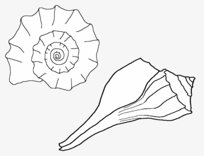 Sea Shell - Shell Drawing Png , Free Transparent Clipart - ClipartKey
