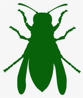 Weevil , Free Transparent Clipart - ClipartKey
