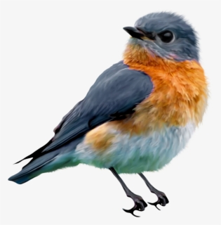 Eastern Bluebird - Blue Bird Transparent Background , Free Transparent ...