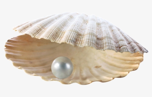 Clip Art Pearls Vector - Real Clam With Pearl , Free Transparent ...