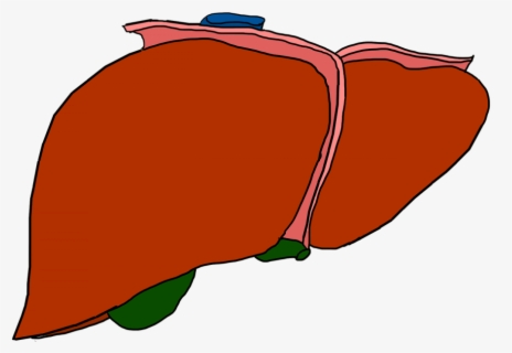 Free Liver Clip Art with No Background - ClipartKey