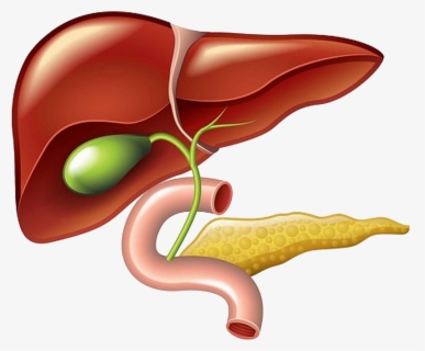 Clip Art Liver And Clip Art - Duodenum Liver And Pancreas , Free ...