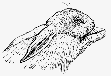 Free Rabbit Clip Art with No Background - ClipartKey