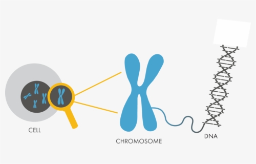 Recombinant Dna Biological Principles - Process Of Gene Cloning With ...