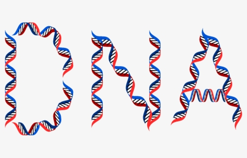 Dna Typography - Dna Font , Free Transparent Clipart - ClipartKey