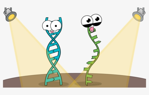 Differences Between Dna And Rna - Nucleic Acids , Free Transparent ...