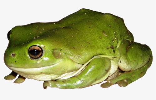 Eastern Spadefoot , Free Transparent Clipart - ClipartKey