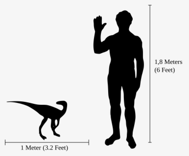 File - Human - Flamingo Compared To Human , Free Transparent Clipart ...