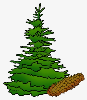 State Tree Of South Dakota - Black Hills Spruce South Dakota , Free ...