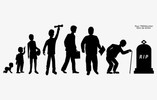 Stages Of Life Png , Free Transparent Clipart - ClipartKey