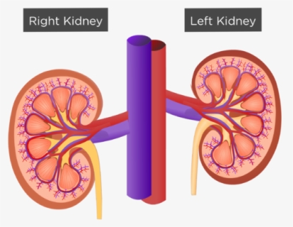 Download Kidney Clipart Urinary System , Png Download - Urinary System ...